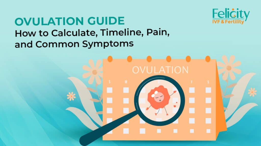 Ovulation Guide: Calculate, Symptoms & Fertile Days